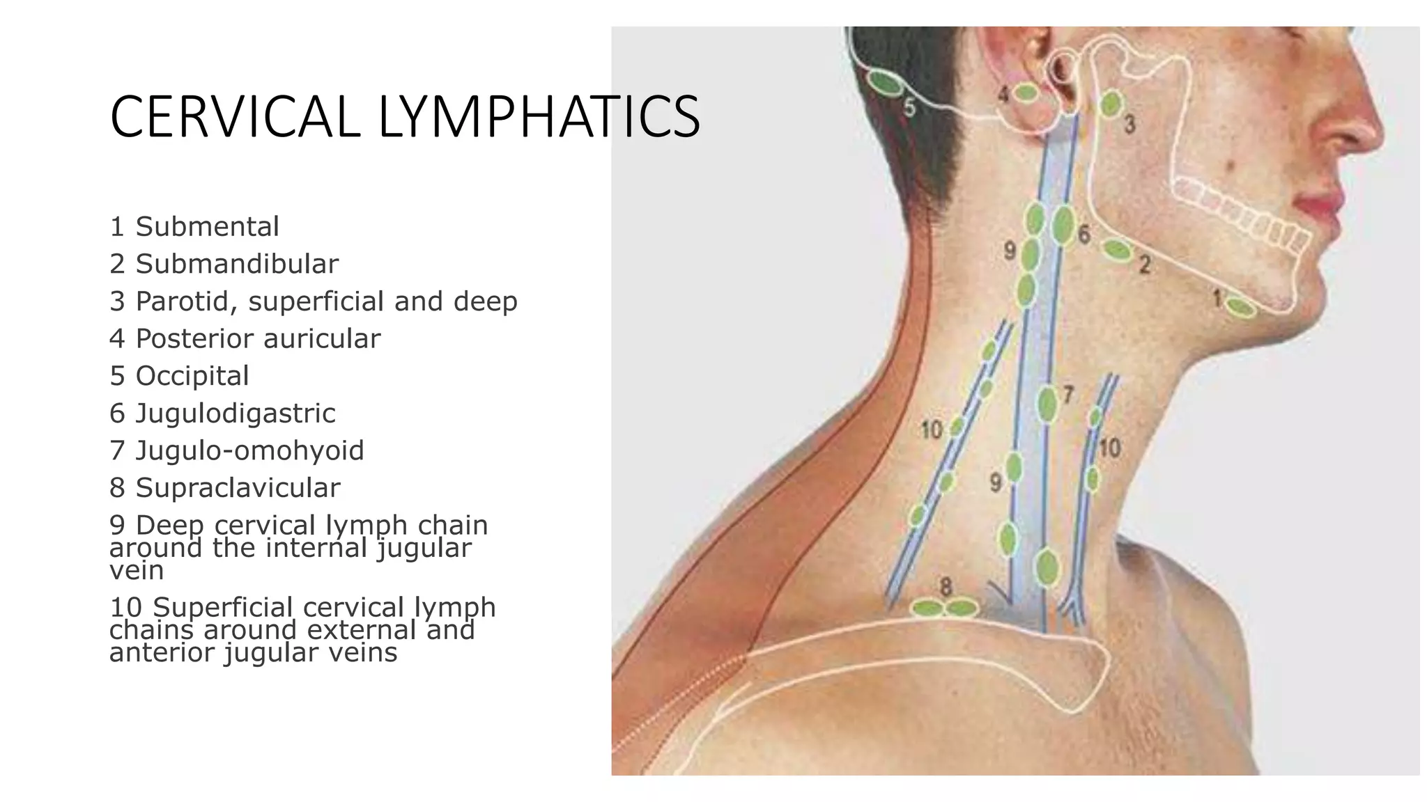 Surgical anatomy of neck | PPTX