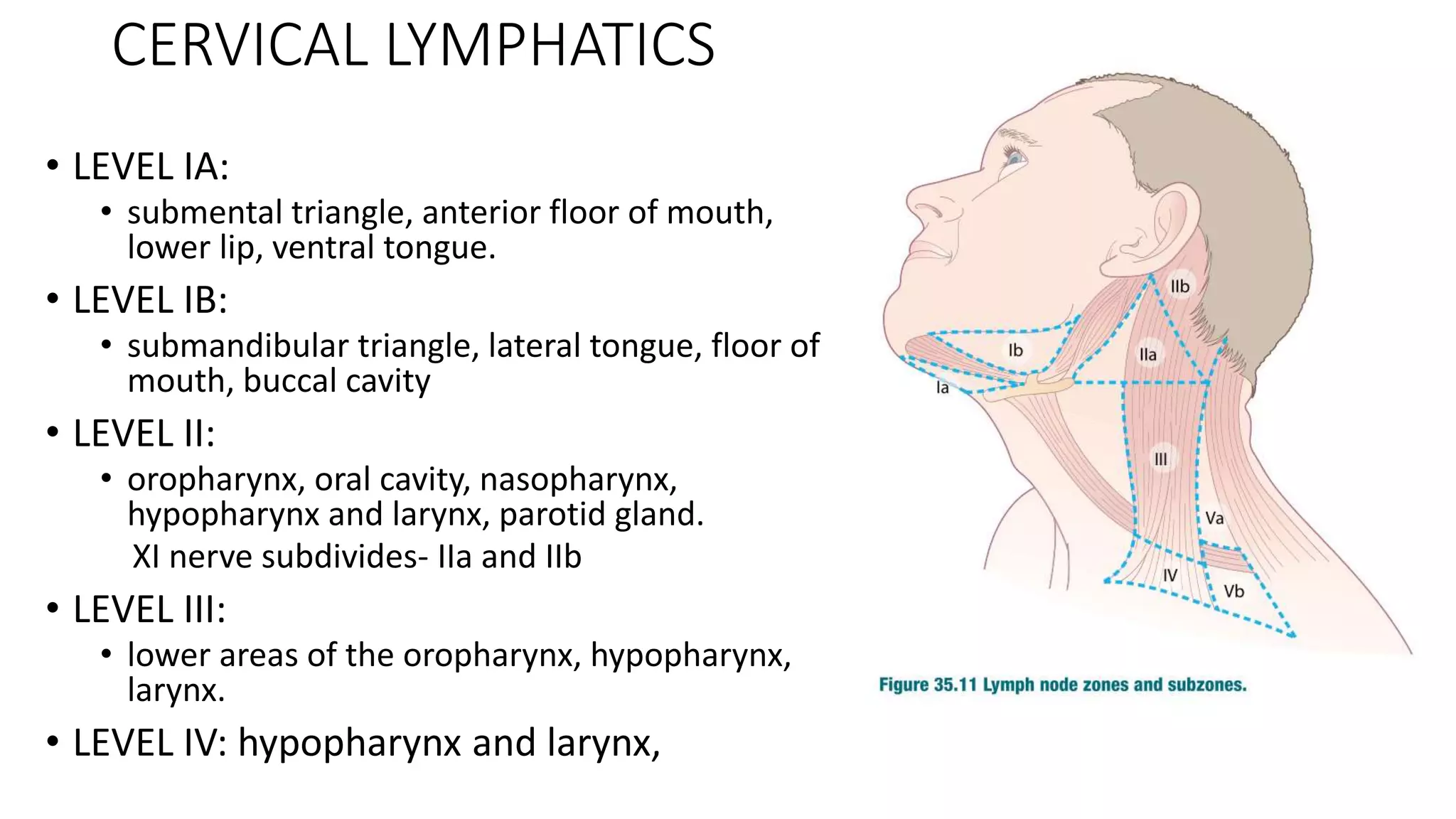 Surgical anatomy of neck | PPTX
