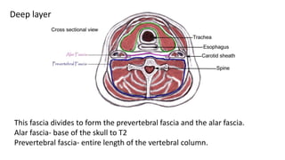 Surgical anatomy of neck | PPTX