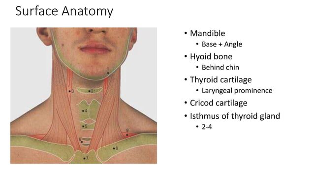 Surgical anatomy of neck | PPTX