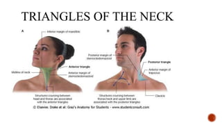 surgical anatomy of neck in depth .pptx