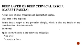 surgical anatomy of neck in depth .pptx