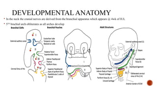 surgical anatomy of neck in depth .pptx