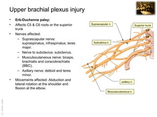 Surgical anatomy of nerve and vascular injuries in the upper limb | PPT