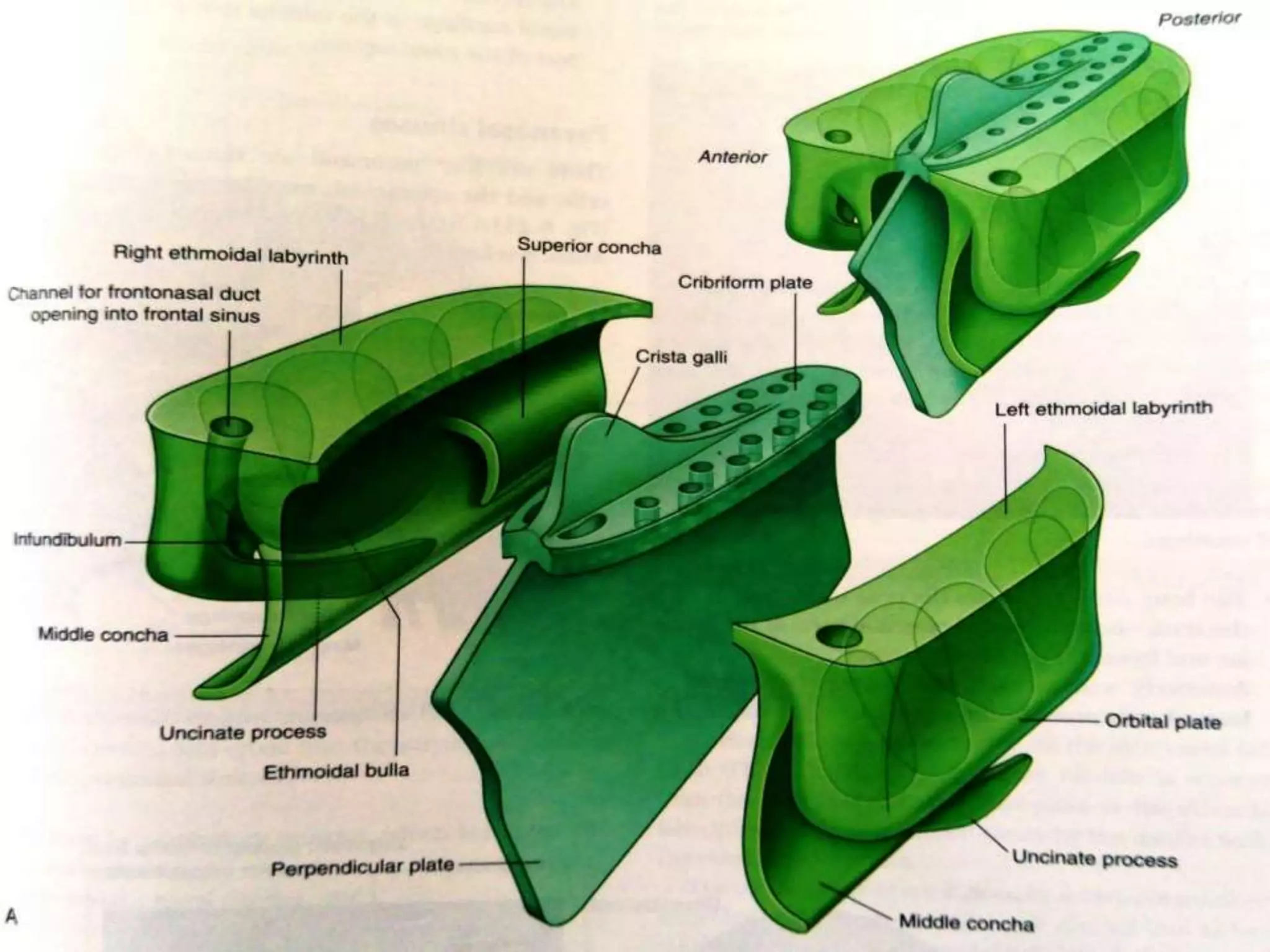 Surgical anatomy of Noe complex in context of trauma | PPTX