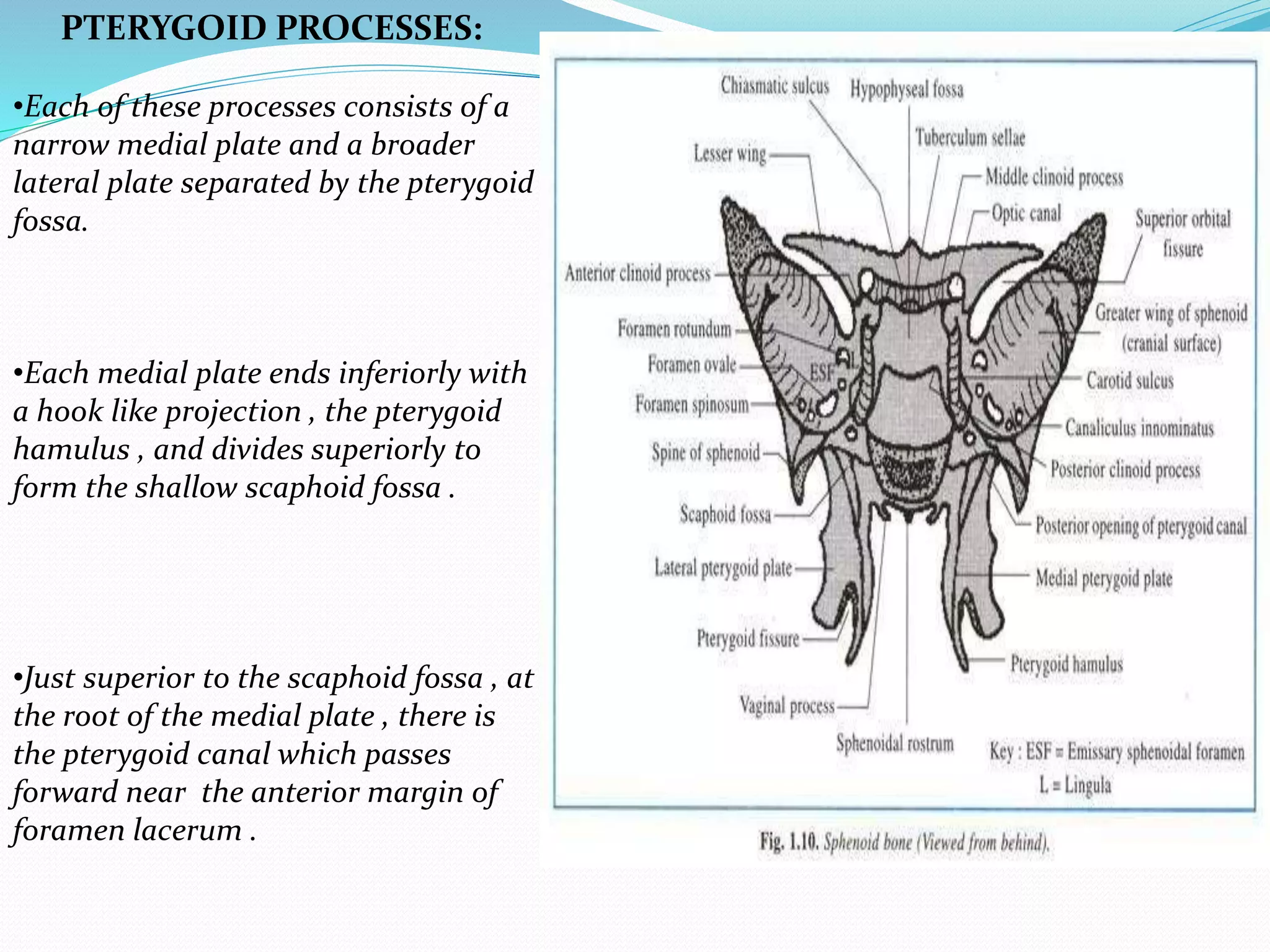 Surgical anatomy of Noe complex in context of trauma | PPTX