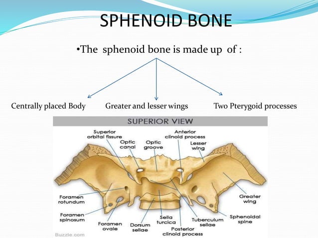 Surgical anatomy of Noe complex in context of trauma | PPT