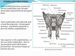 Surgical anatomy of Noe complex in context of trauma | PPTX