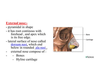 Surgical anatomy of nose MAH | PPTX