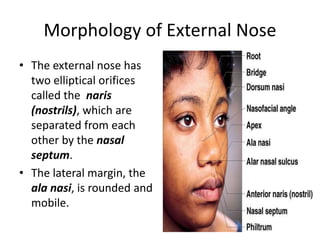 Surgical anatomy of nose MAH | PPT