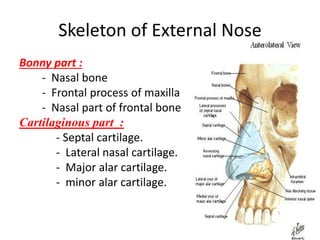 Surgical anatomy of nose MAH | PPTX