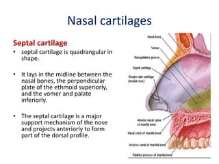 Surgical anatomy of nose MAH | PPTX