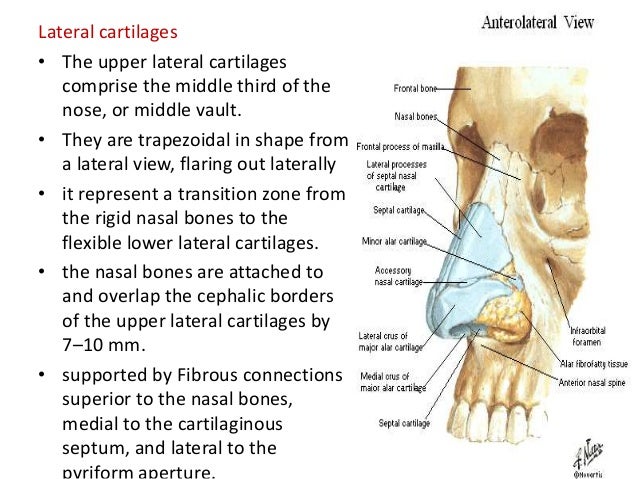 Surgical anatomy of nose MAH