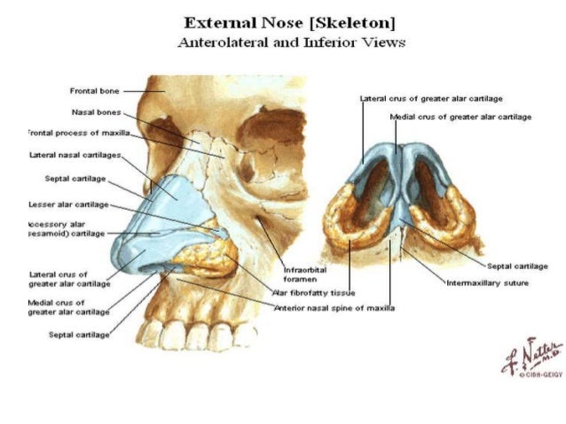 Surgical anatomy of nose MAH