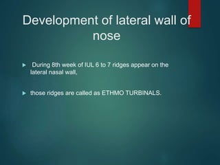 Surgical anatomy of nose | PPTX