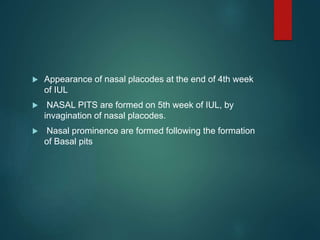 Surgical anatomy of nose | PPTX