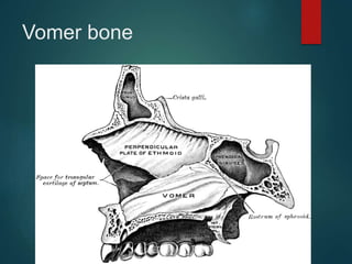 Perpendicular Plate And Vomer