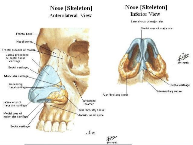 Surgical anatomy of nose
