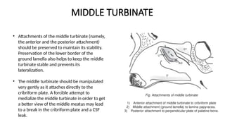 SURGICAL ANATOMY OF NOSE.pptxjfkenwbhzuxn | PPTX