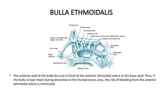 SURGICAL ANATOMY OF NOSE.pptxjfkenwbhzuxn | PPT