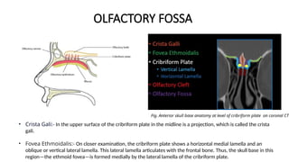 SURGICAL ANATOMY OF NOSE.pptxjfkenwbhzuxn | PPT