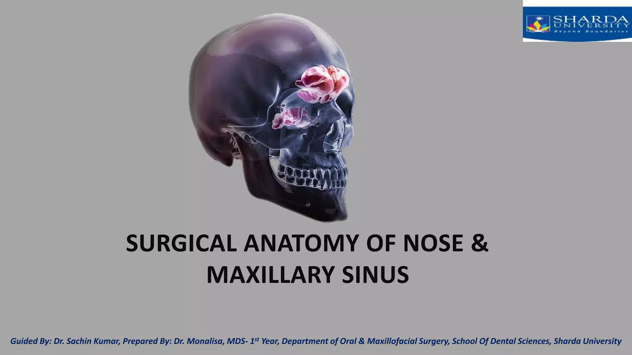 Surgical anatomy of nose and maxilliary sinus.pptx [autosaved] | PPTX