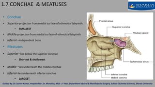 Surgical anatomy of nose and maxilliary sinus.pptx [autosaved] | PPTX