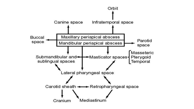 Surgical anatomy of oral cavity.pptx