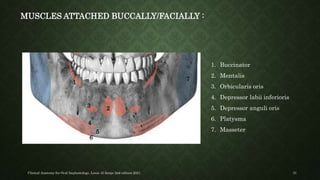 SURGICAL ANATOMY OF ORAL IMPLANTOLOGY.pptx