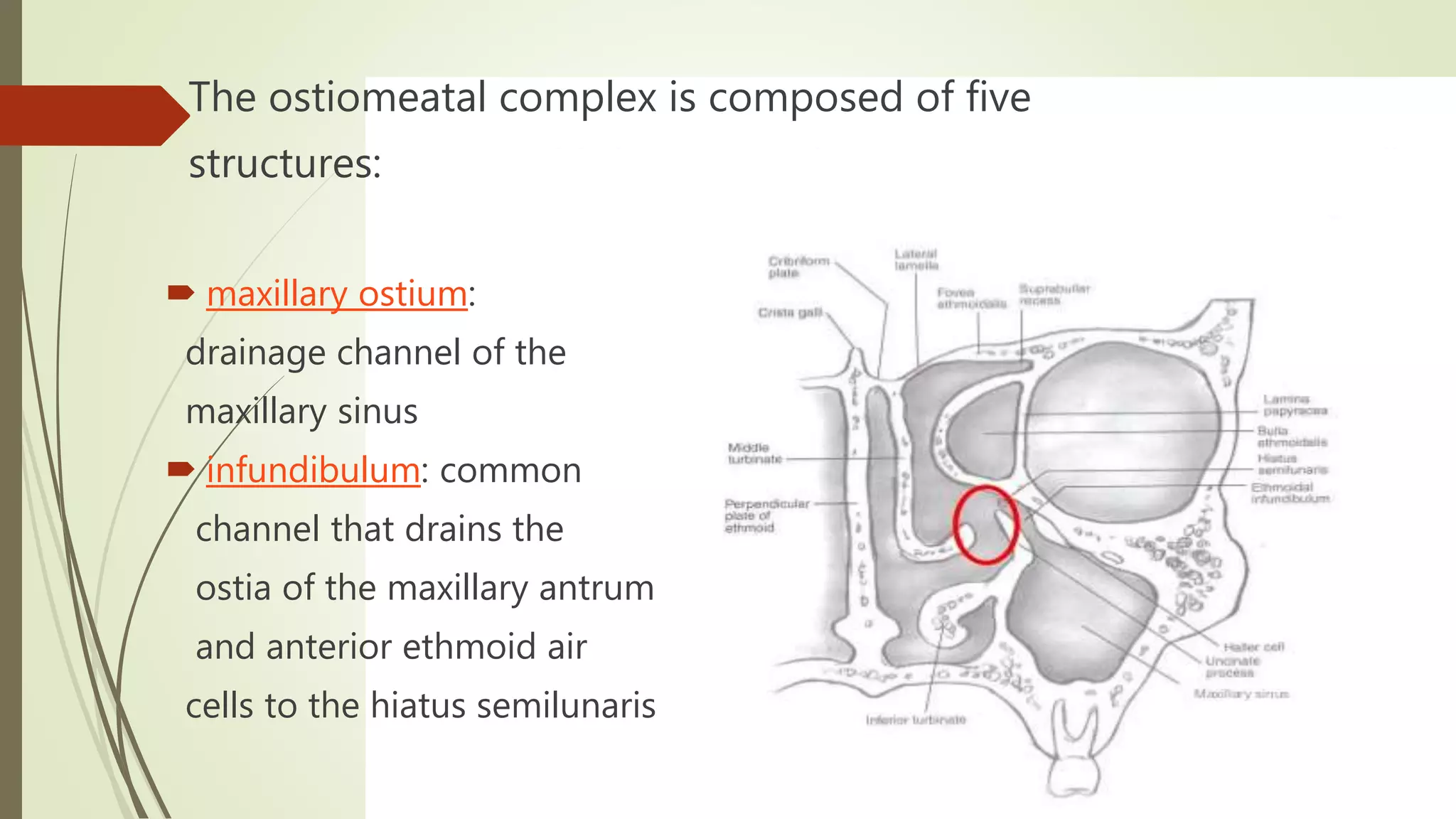 Surgical anatomy of osteomeatal complex | PPTX