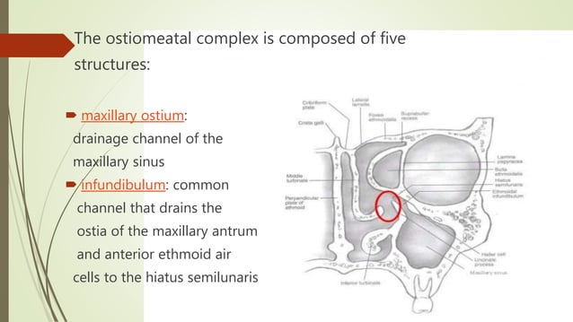 Surgical anatomy of osteomeatal complex | PPT