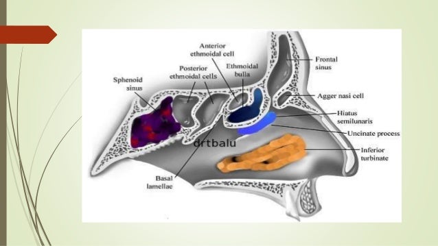 Surgical anatomy of osteomeatal complex
