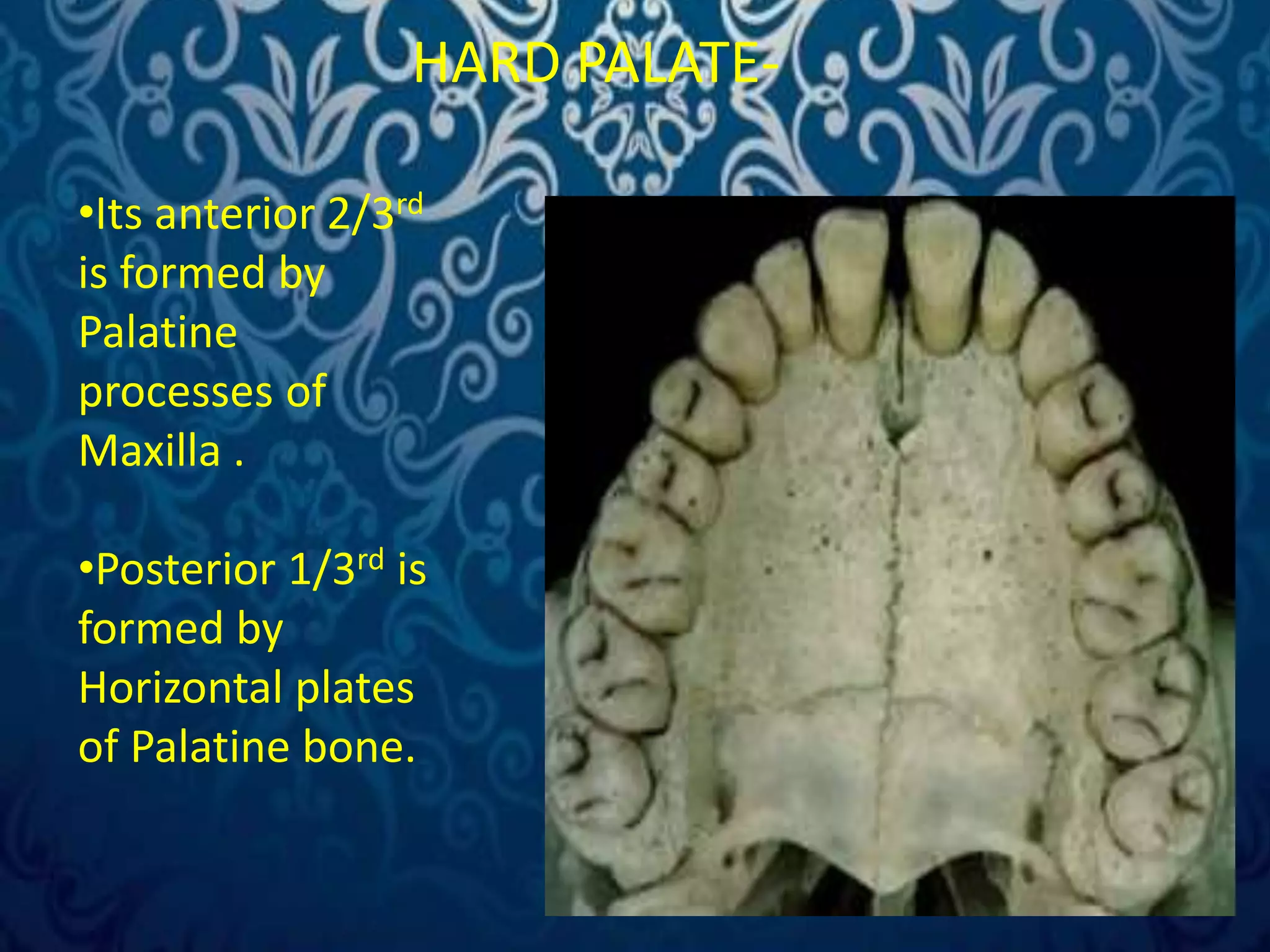Surgical anatomy of palate. by Dr. Amit T. Suryawanshi, Oral Surgeon ...