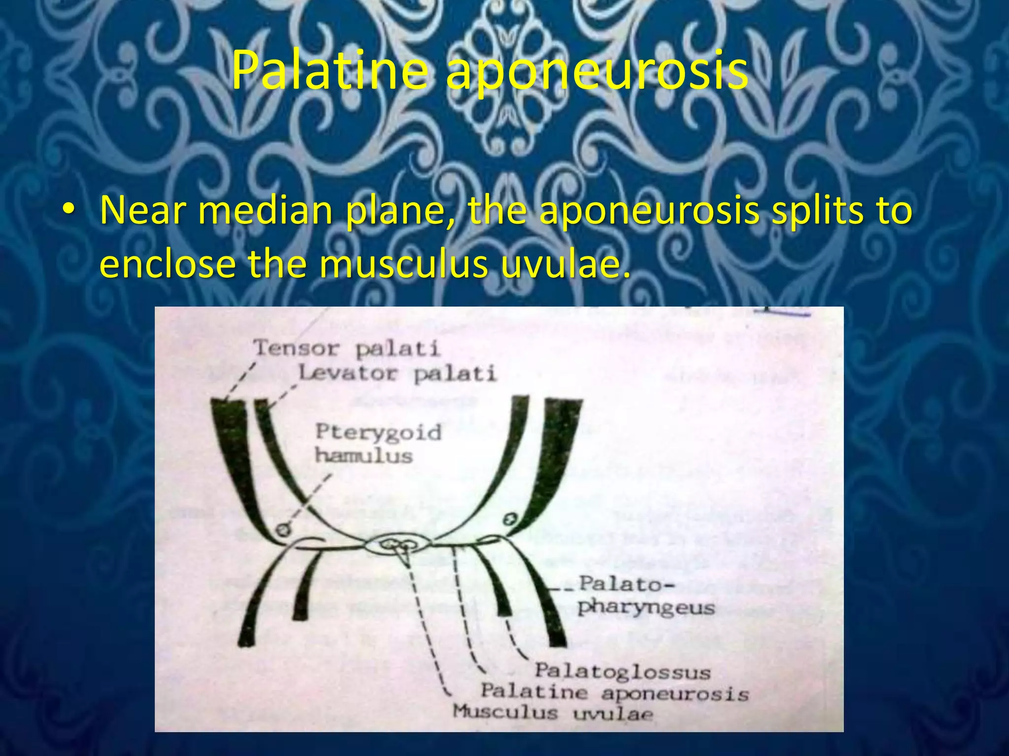 Surgical anatomy of palate. by Dr. Amit T. Suryawanshi, Oral Surgeon ...