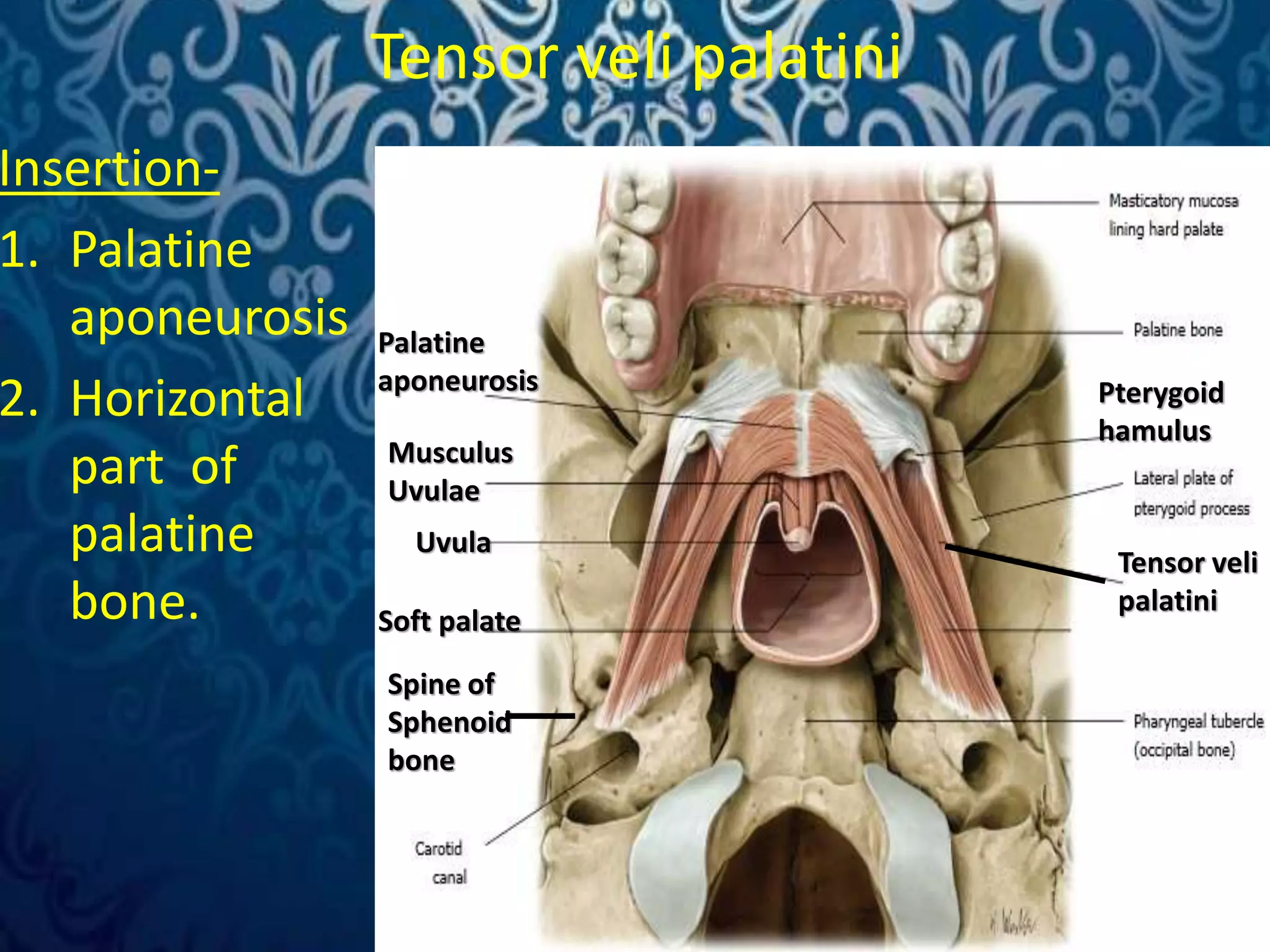 Surgical anatomy of palate. by Dr. Amit T. Suryawanshi, Oral Surgeon ...