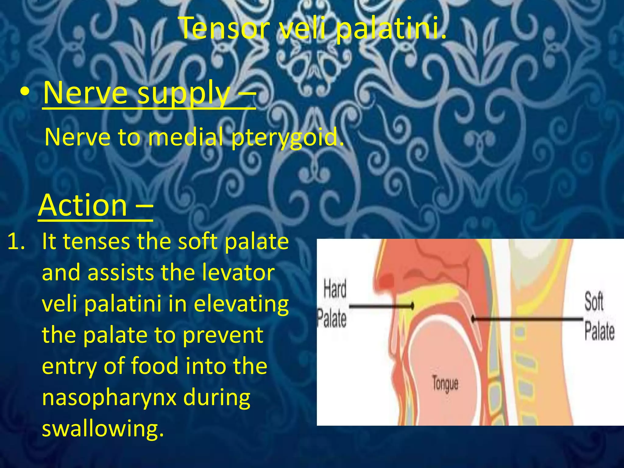 Surgical anatomy of palate. by Dr. Amit T. Suryawanshi, Oral Surgeon ...