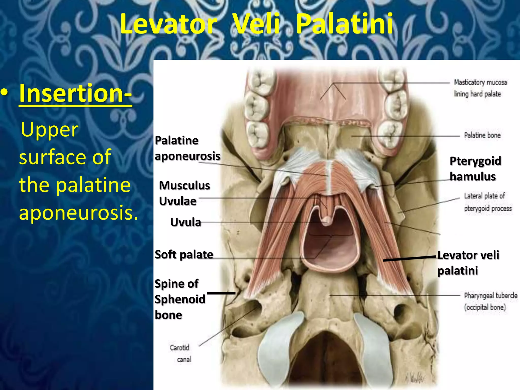 Surgical anatomy of palate. by Dr. Amit T. Suryawanshi, Oral Surgeon ...