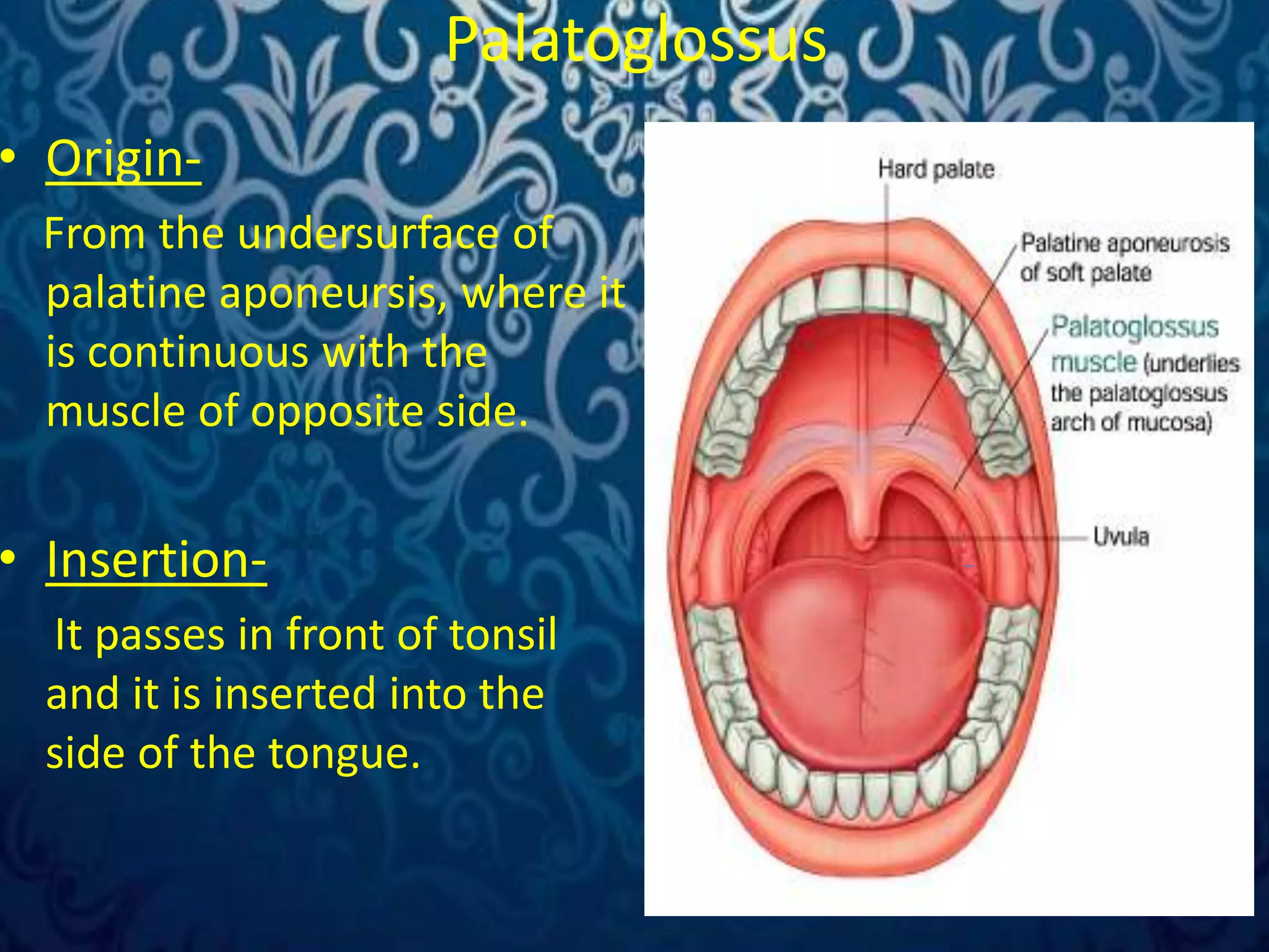 Surgical anatomy of palate. by Dr. Amit T. Suryawanshi, Oral Surgeon ...
