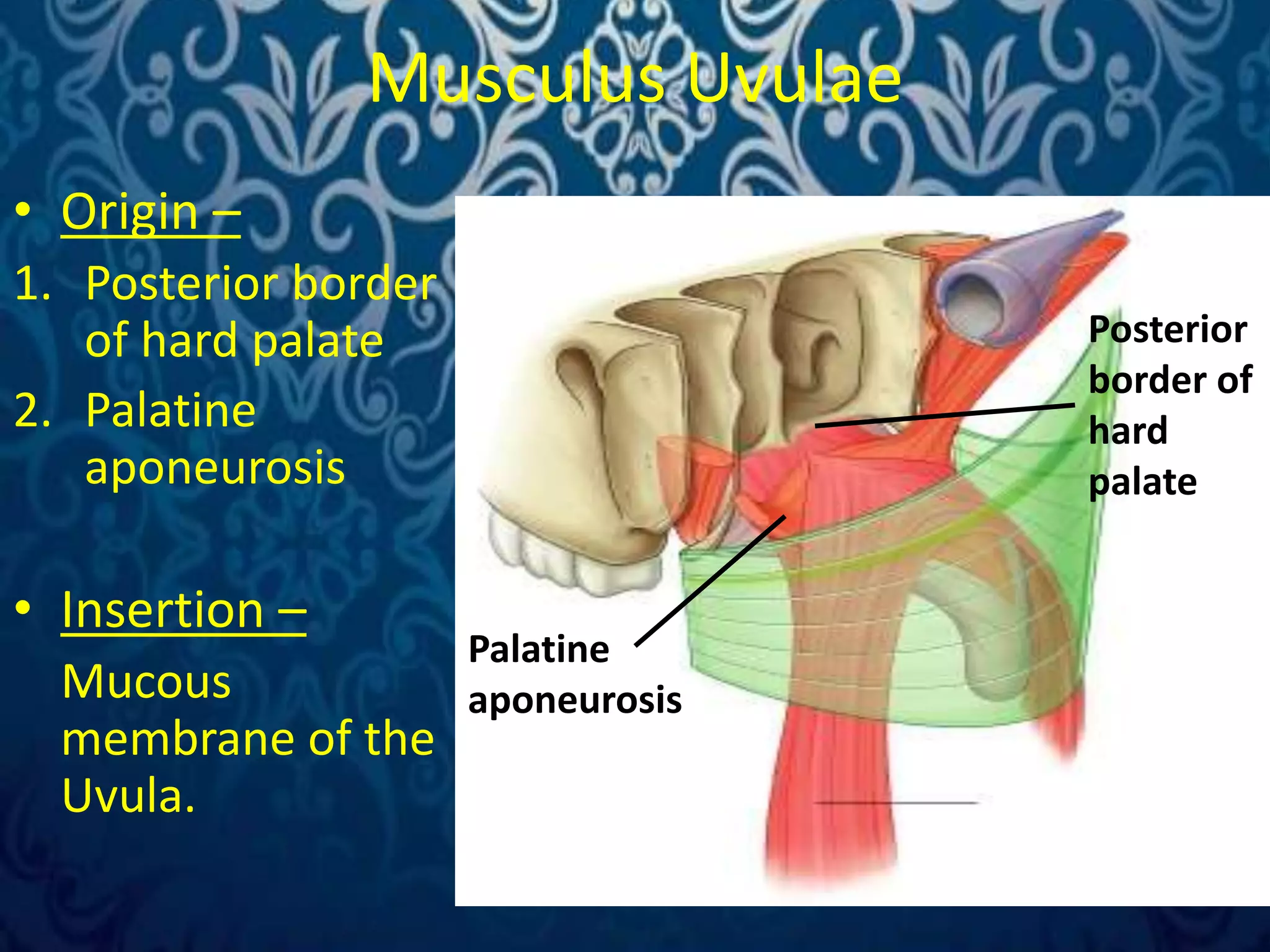Surgical anatomy of palate. by Dr. Amit T. Suryawanshi, Oral Surgeon ...