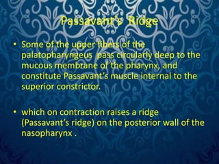 Surgical anatomy of palate. by Dr. Amit T. Suryawanshi, Oral Surgeon ...