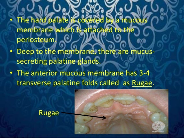 Transverse Palatine Folds