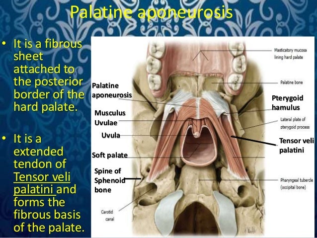 Surgical anatomy of palate. by Dr. Amit T. Suryawanshi, Oral Surgeon…