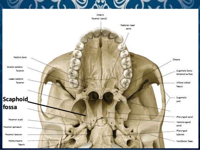 Surgical anatomy of palate. by Dr. Amit T. Suryawanshi, Oral Surgeon…