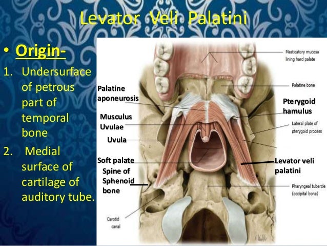 Surgical anatomy of palate. by Dr. Amit T. Suryawanshi, Oral Surgeon…