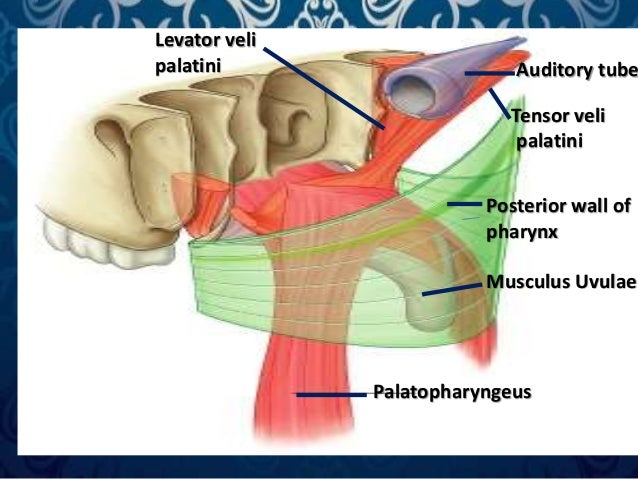 Surgical anatomy of palate. by Dr. Amit T. Suryawanshi, Oral Surgeon…