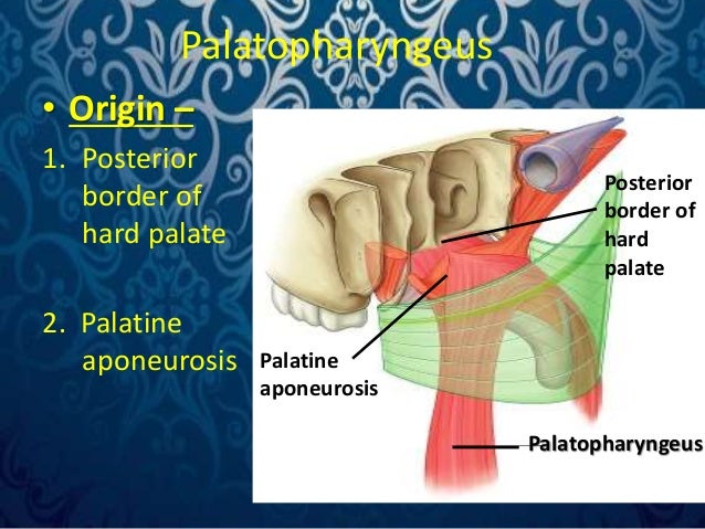 Surgical anatomy of palate. by Dr. Amit T. Suryawanshi, Oral Surgeon…