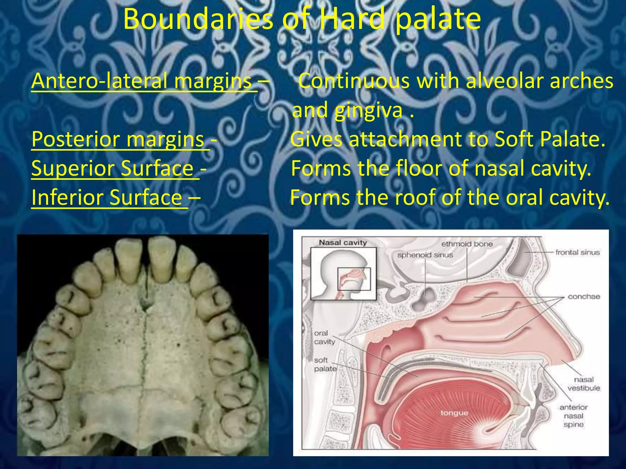 Surgical anatomy of palate by Dr. Amit Suryawanshi .Oral ...