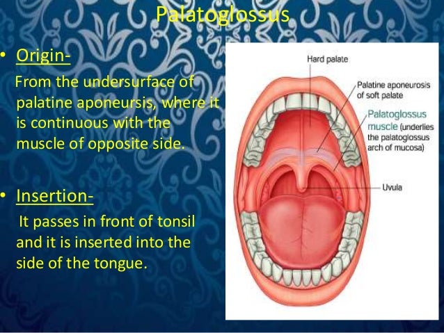 Surgical anatomy of palate by Dr. Amit Suryawanshi .Oral & Maxillof…
