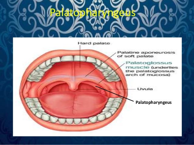 Surgical anatomy of palate by Dr. Amit Suryawanshi .Oral & Maxillof…