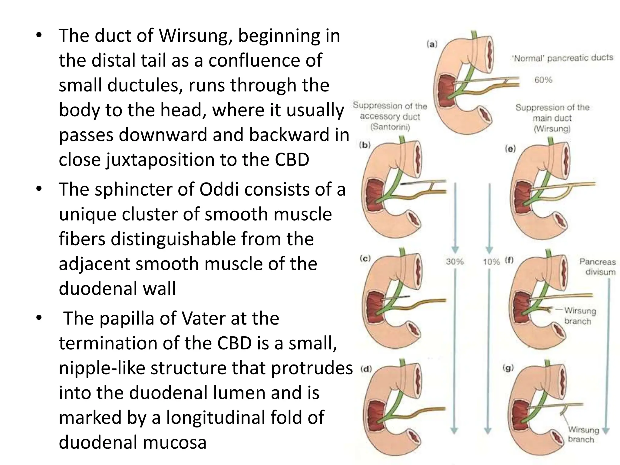 SURGICAL ANATOMY OF PANCREAS INTRO..pptx